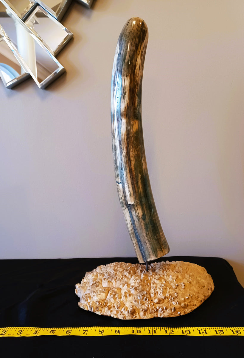 Alaskan Mammoth Tusk – Hagars Fossil and Minerals