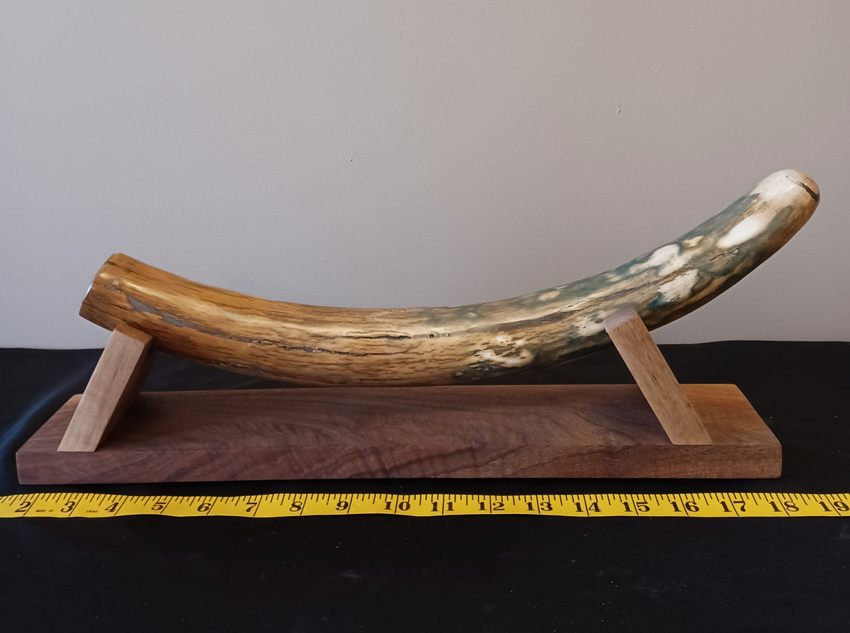 Alaskan Mammoth Tusk – Hagars Fossil and Minerals