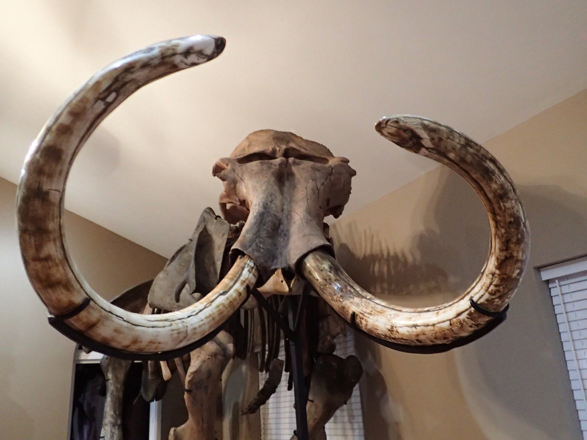 Alaskan Woolly Mammoth-SOLD – Hagars Fossil and Minerals